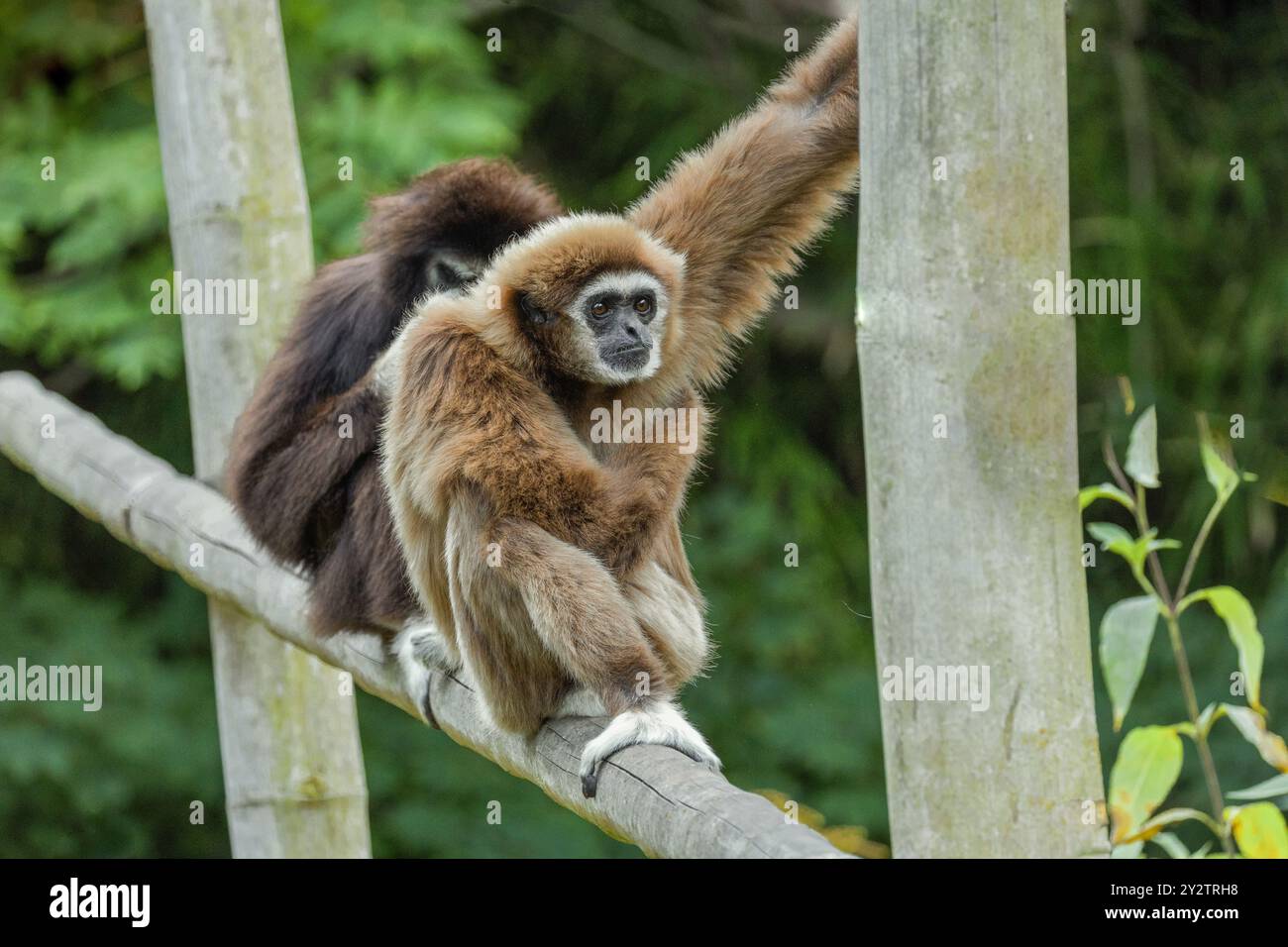 lar gibbon Hylobates lar also known as white-handed gibbon, an ...