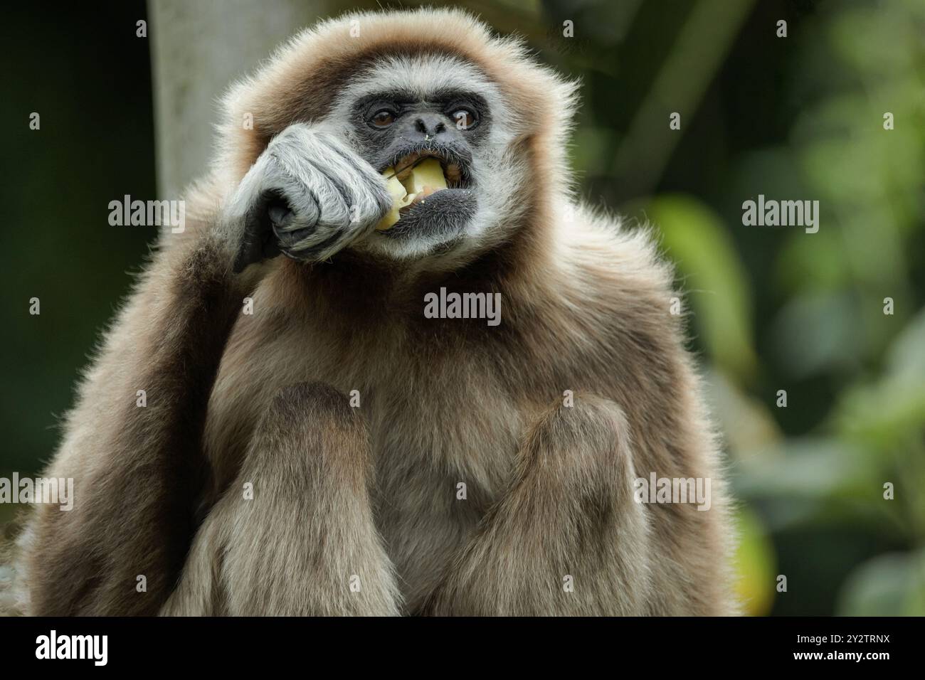 lar gibbon Hylobates lar also known as white-handed gibbon, an ...