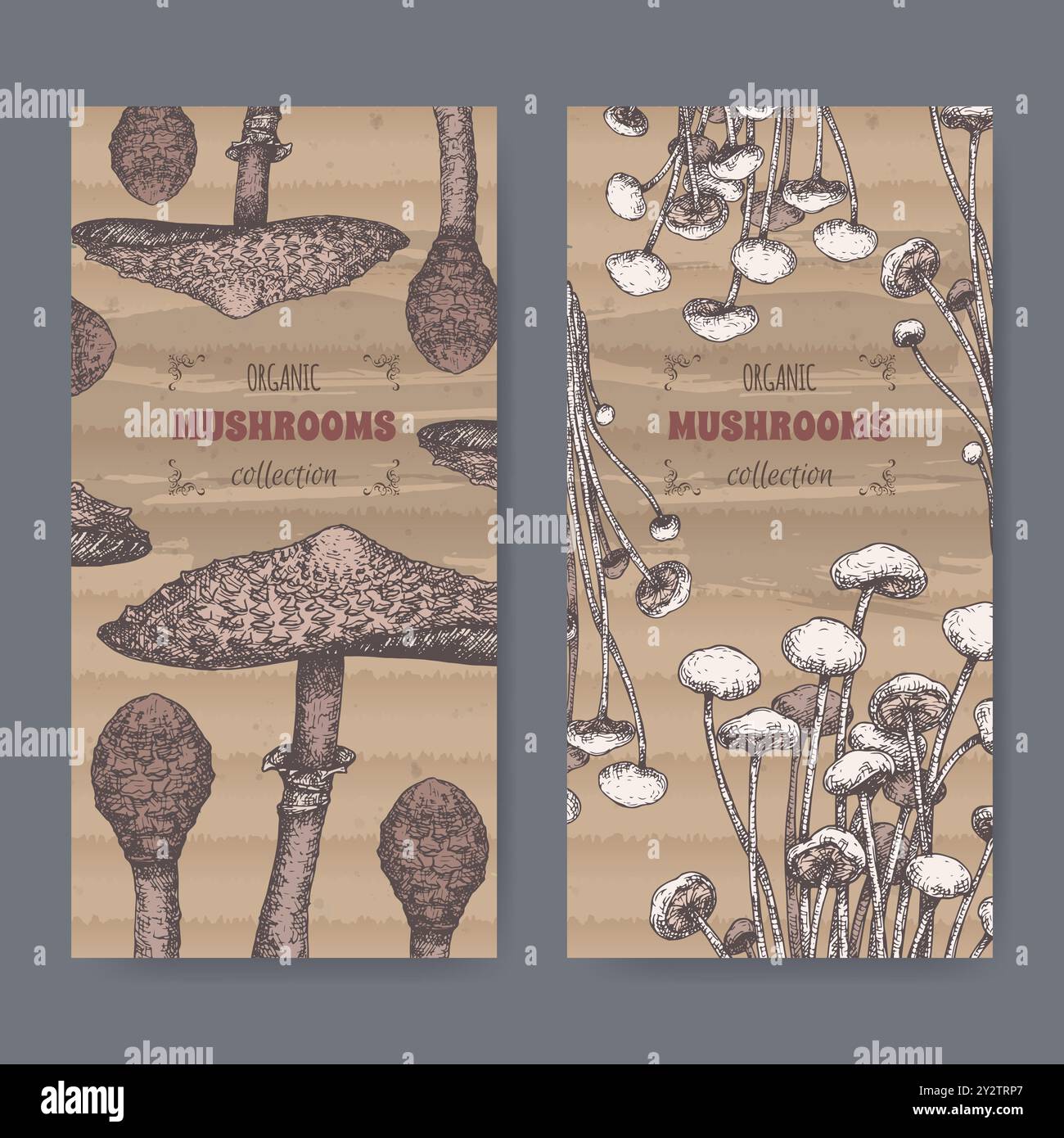 Two labels with parasol mushroom and enokitake mushroom color sketch ...
