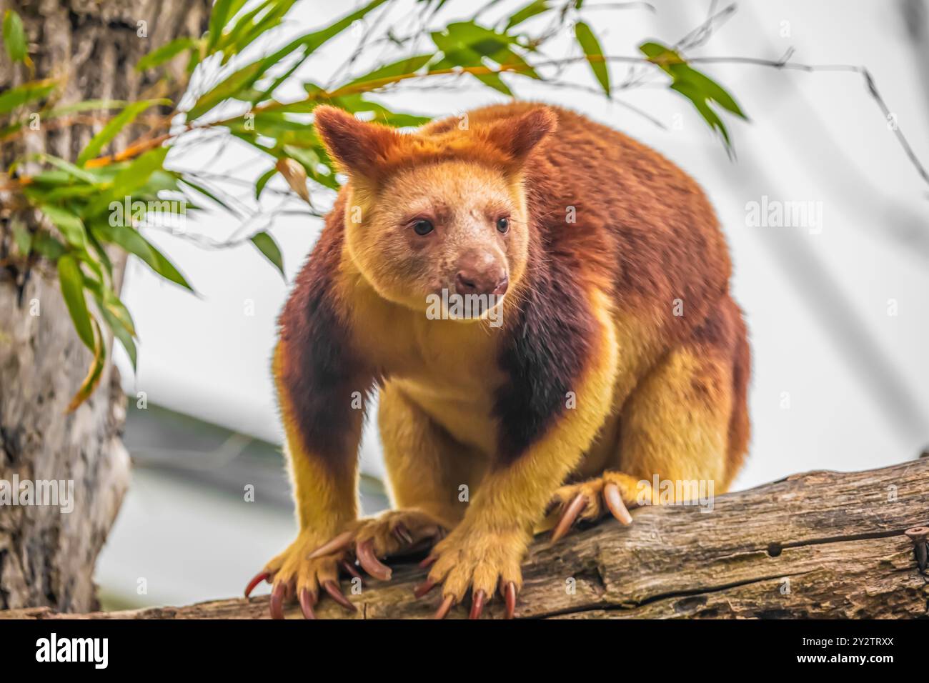 Goodfellow's Tree Kangaroo, dendrolagus goodfellowi buergersi, Adult ...