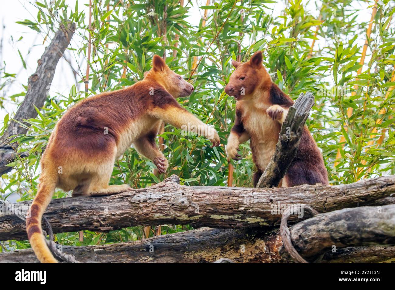 Goodfellow's Tree Kangaroo, dendrolagus goodfellowi buergersi, Adult ...