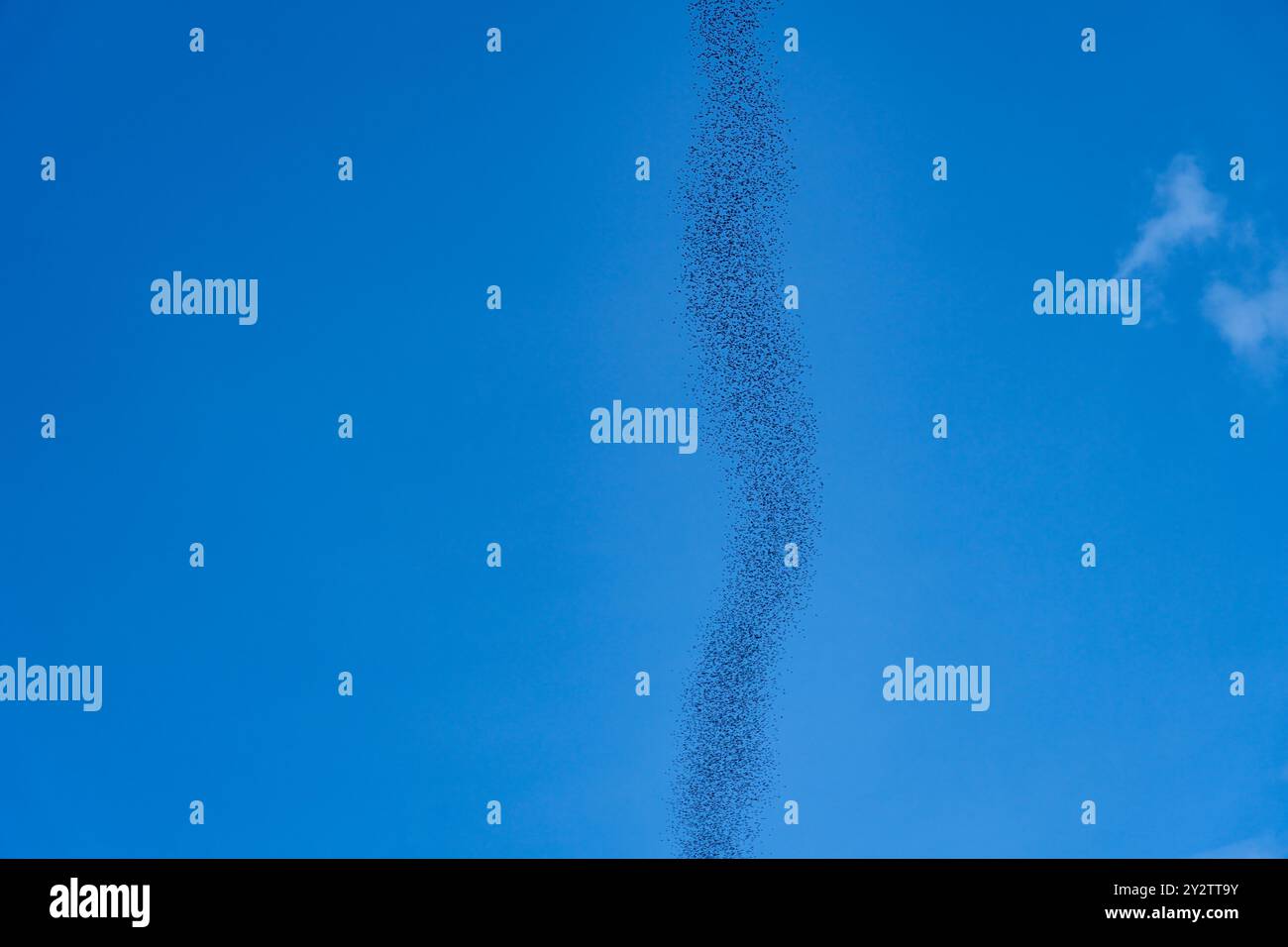 A flock of bats forming a vertical pattern near the Bat Exodus, Mulu ...