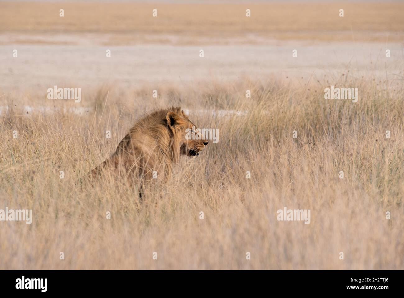 Lion side view hi-res stock photography and images - Alamy
