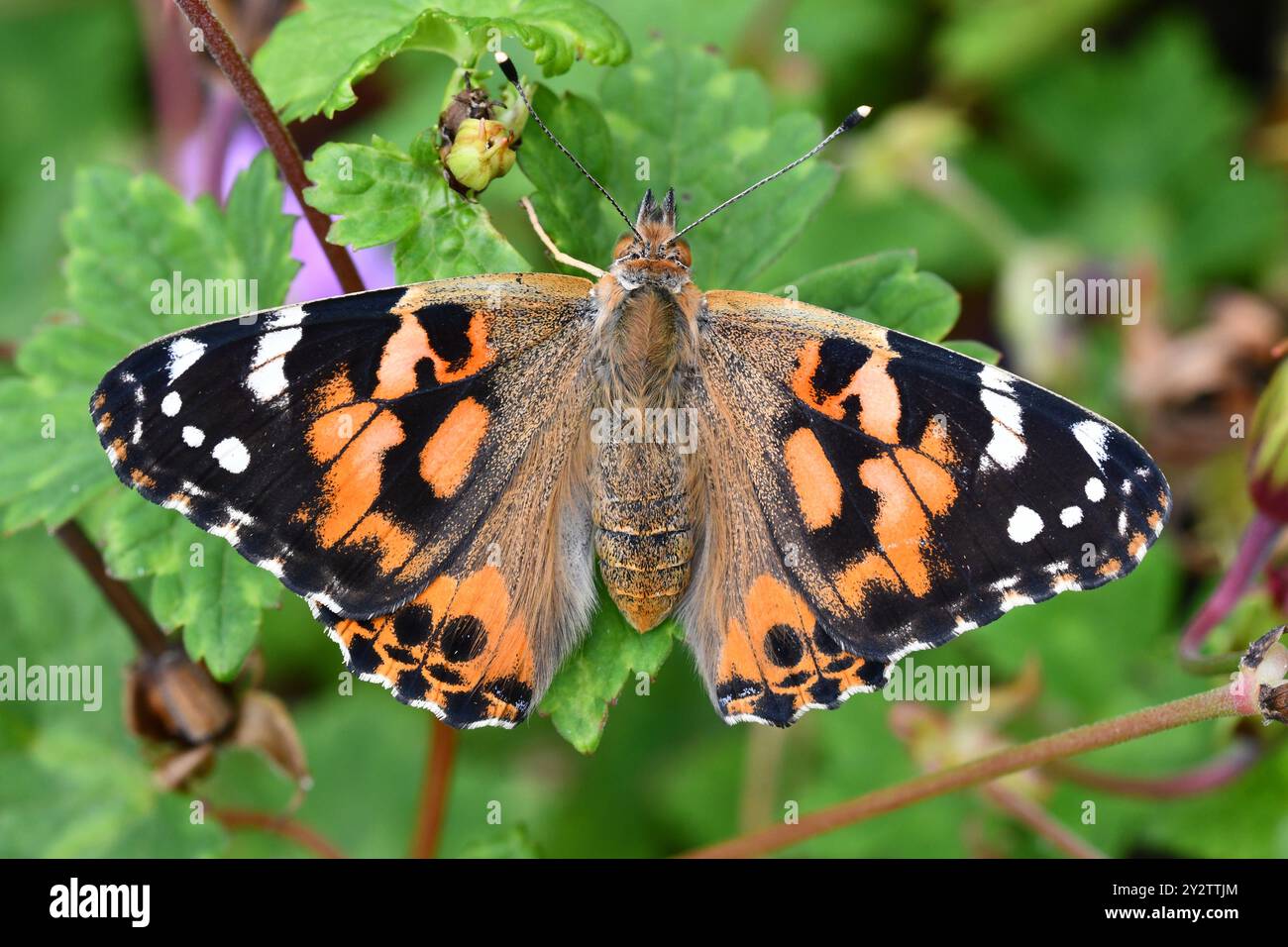 Painted Lady butterfly, Vanessa Cardui Stock Photo - Alamy