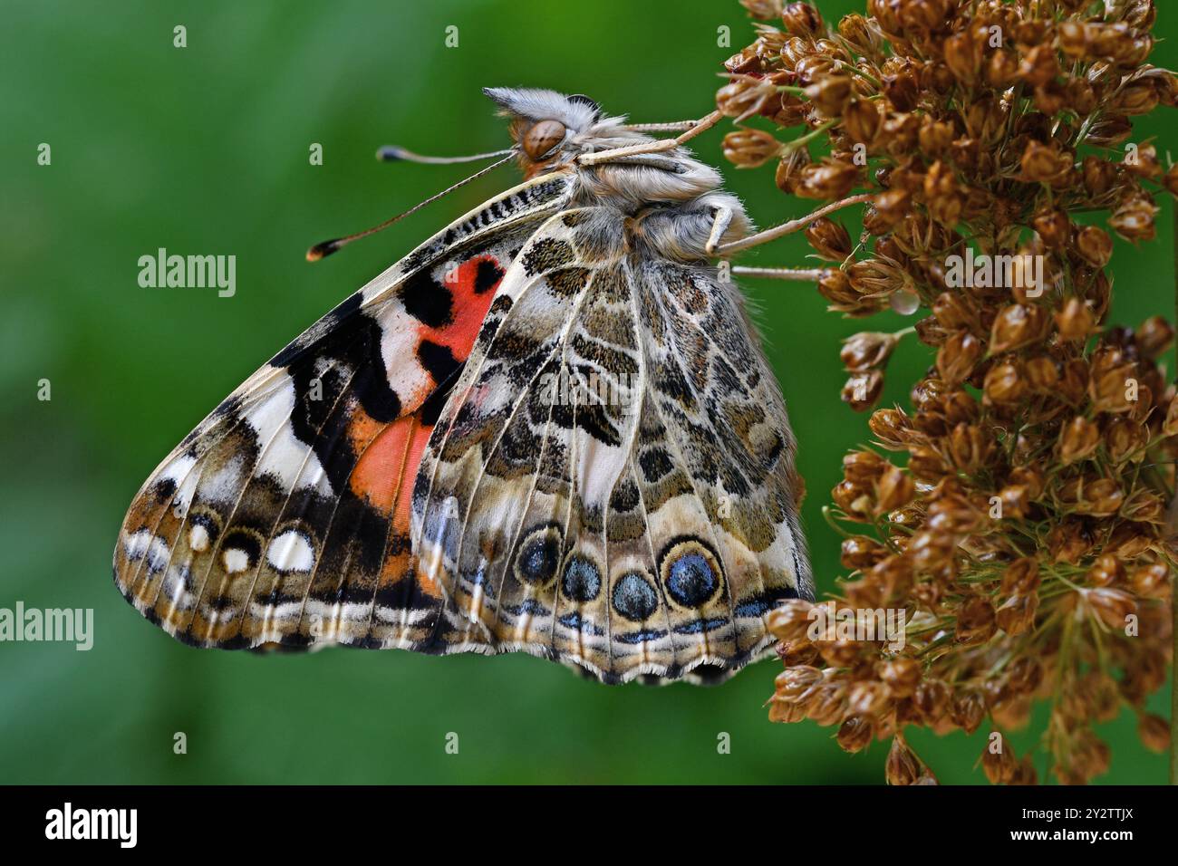 Painted Lady butterfly, Vanessa Cardui Stock Photo - Alamy