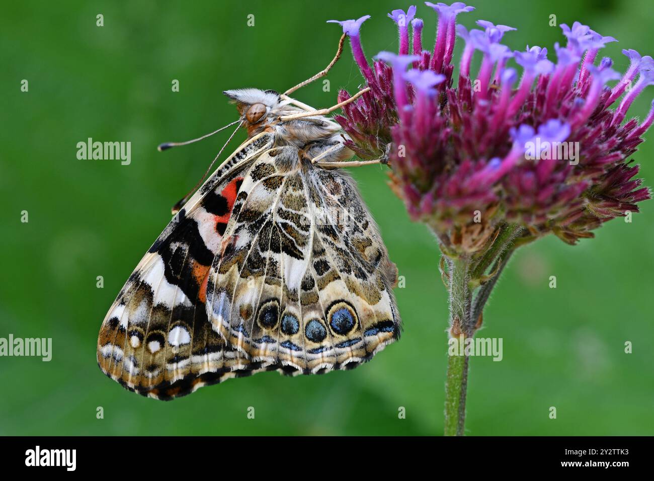 Painted Lady butterfly, Vanessa Cardui Stock Photo - Alamy