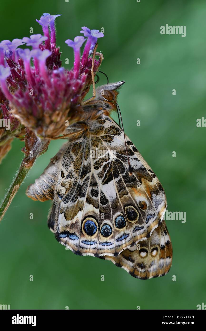 Painted Lady butterfly, Vanessa Cardui Stock Photo - Alamy
