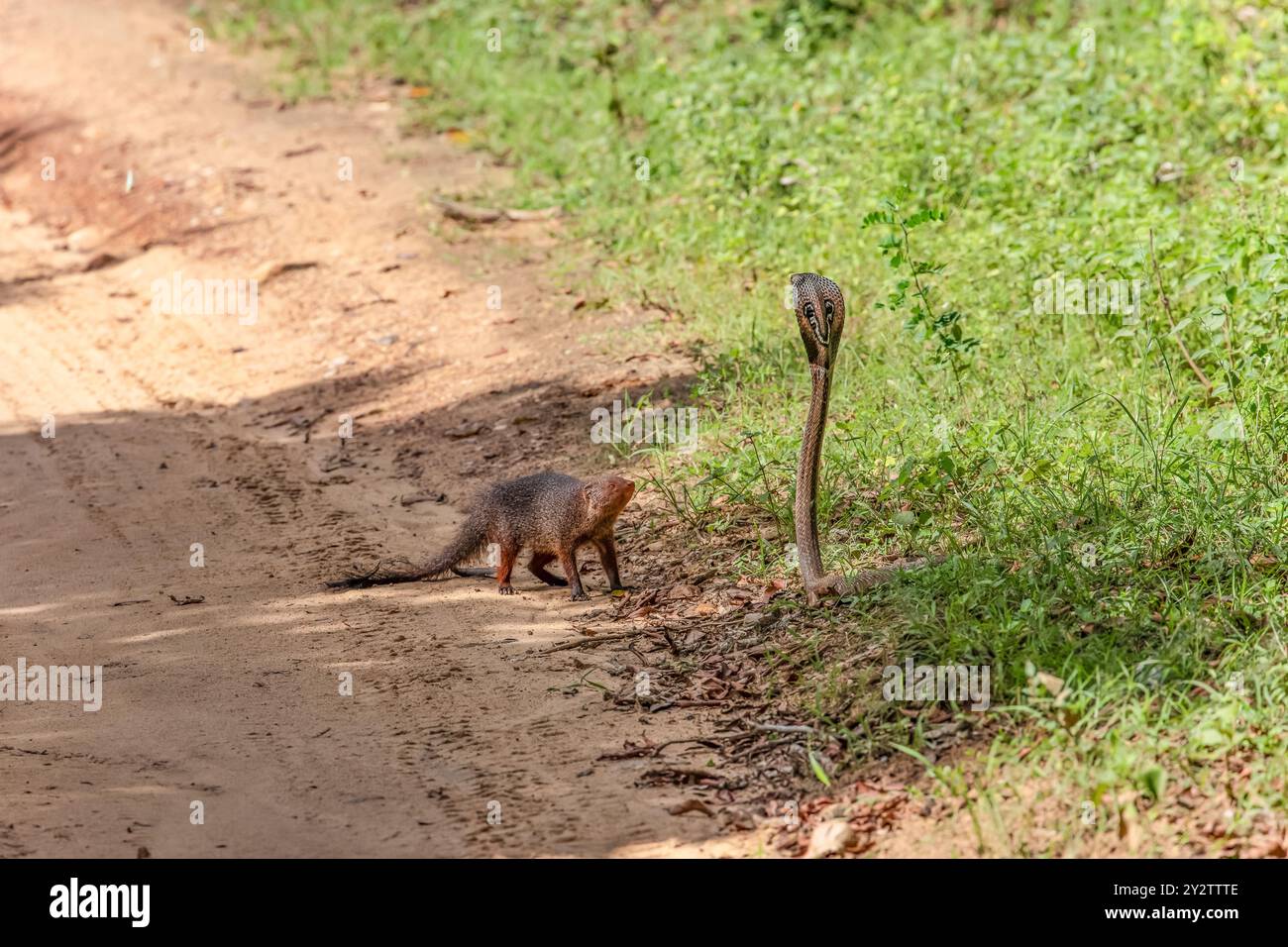 Asian mongoose fights with an aggressive cobra in the wild, natural ...