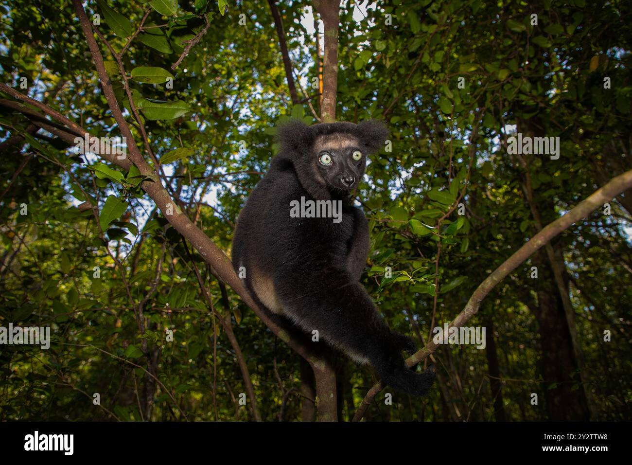 Lemur Indri indri, babakoto black and white largest lemur from ...