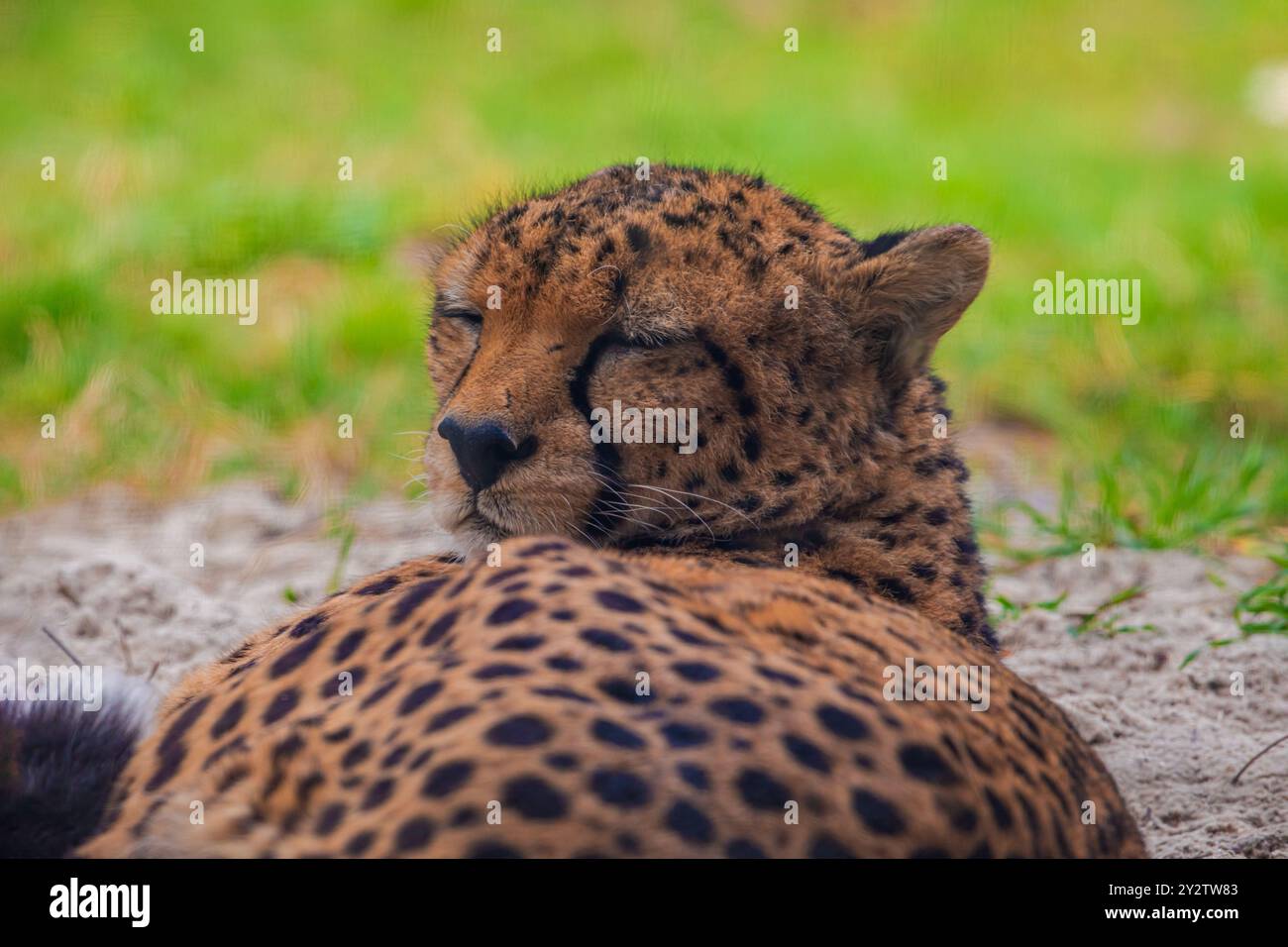 cheetah resting on green grass, very close eye contact. Large graceful ...