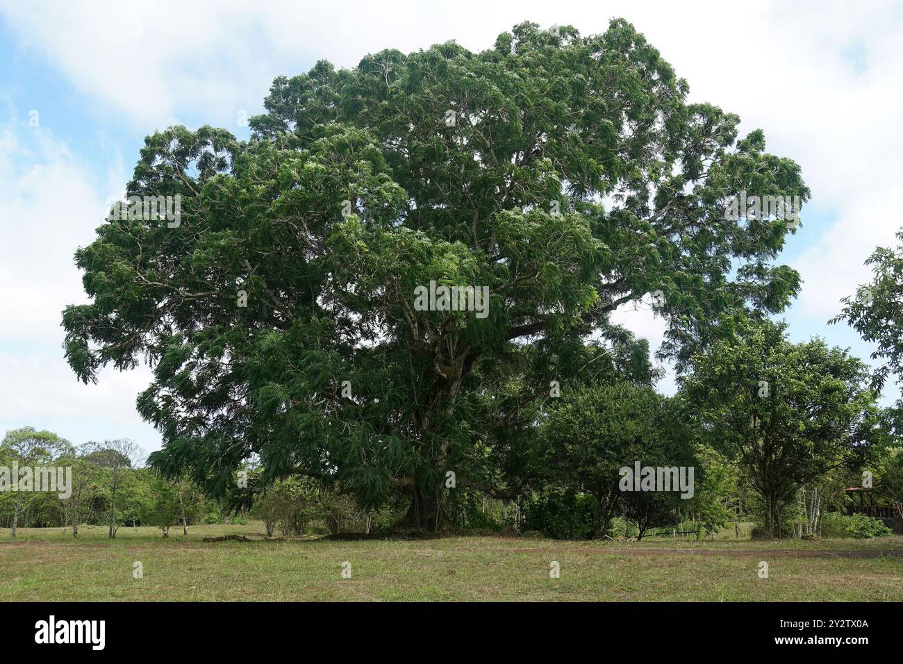 Big tree, El Chato ranch, Santa Cruz Island, Galápagos, Ecuador, South ...