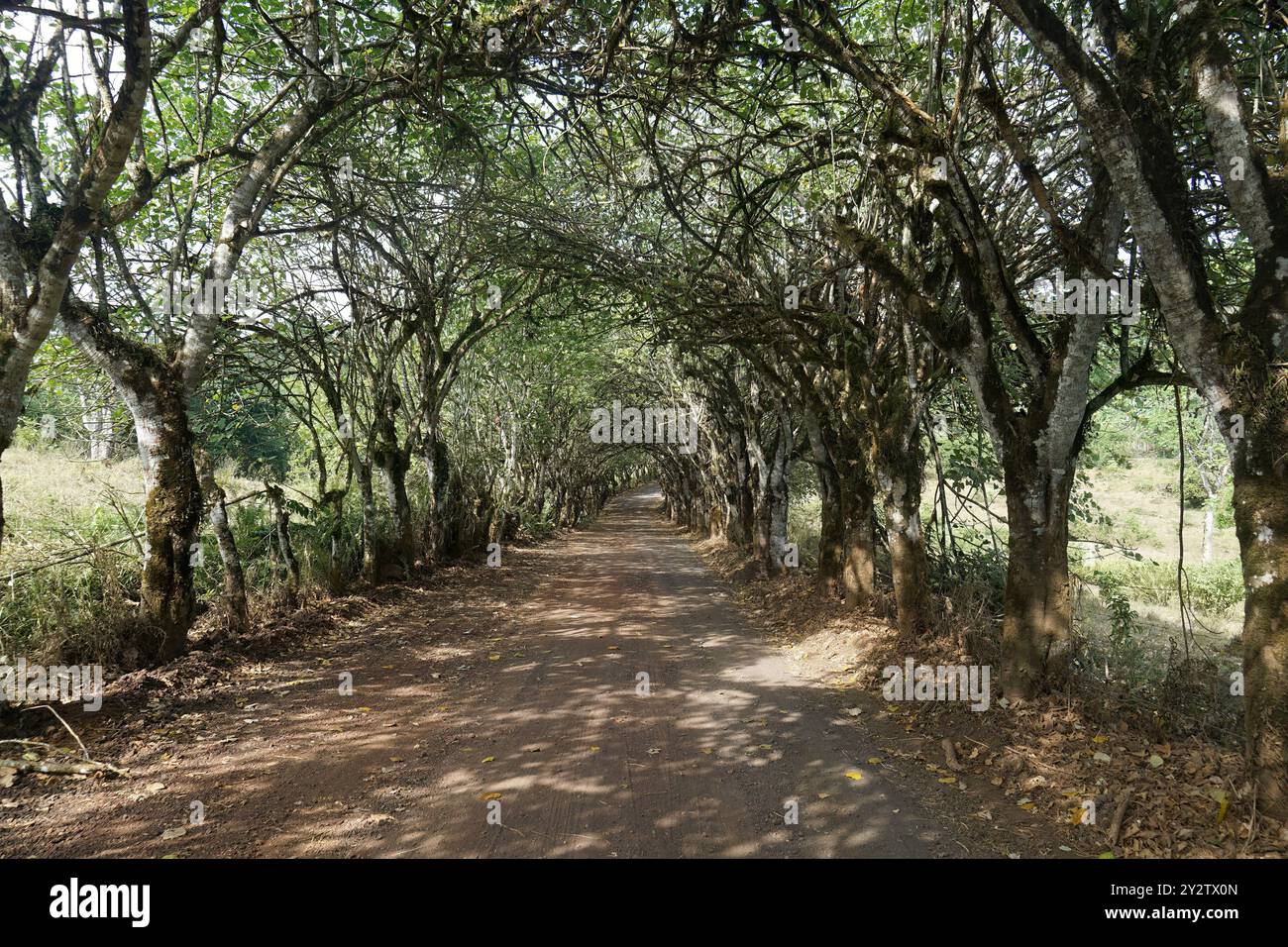 Nice line of trees, El Chato ranch, Santa Cruz Island, Galápagos ...