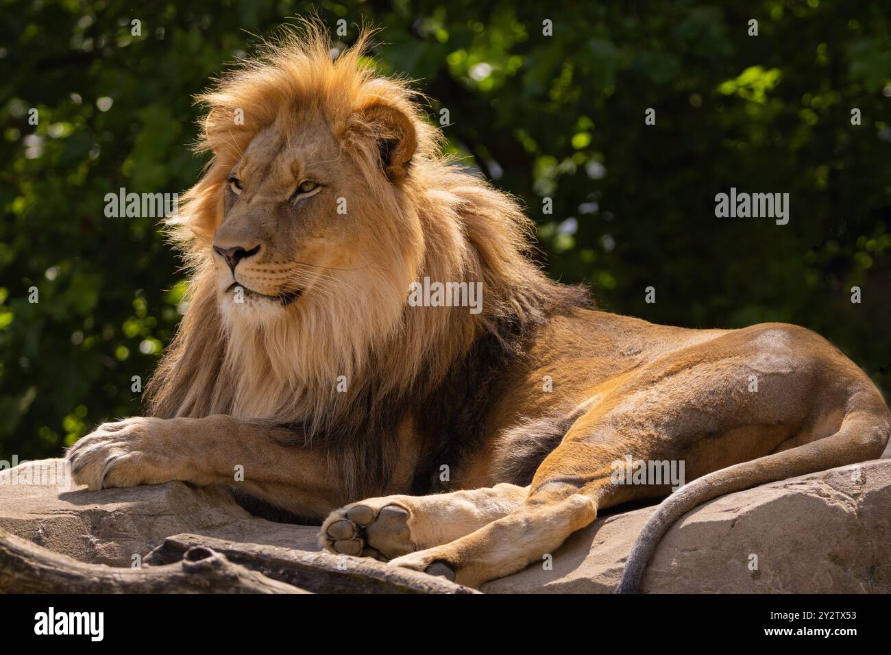 close-up image of a lion's head. lion has thick mane, showing off the ...