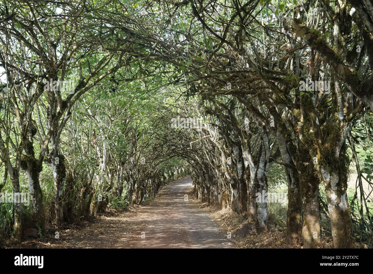 Nice line of trees, El Chato ranch, Santa Cruz Island, Galápagos ...