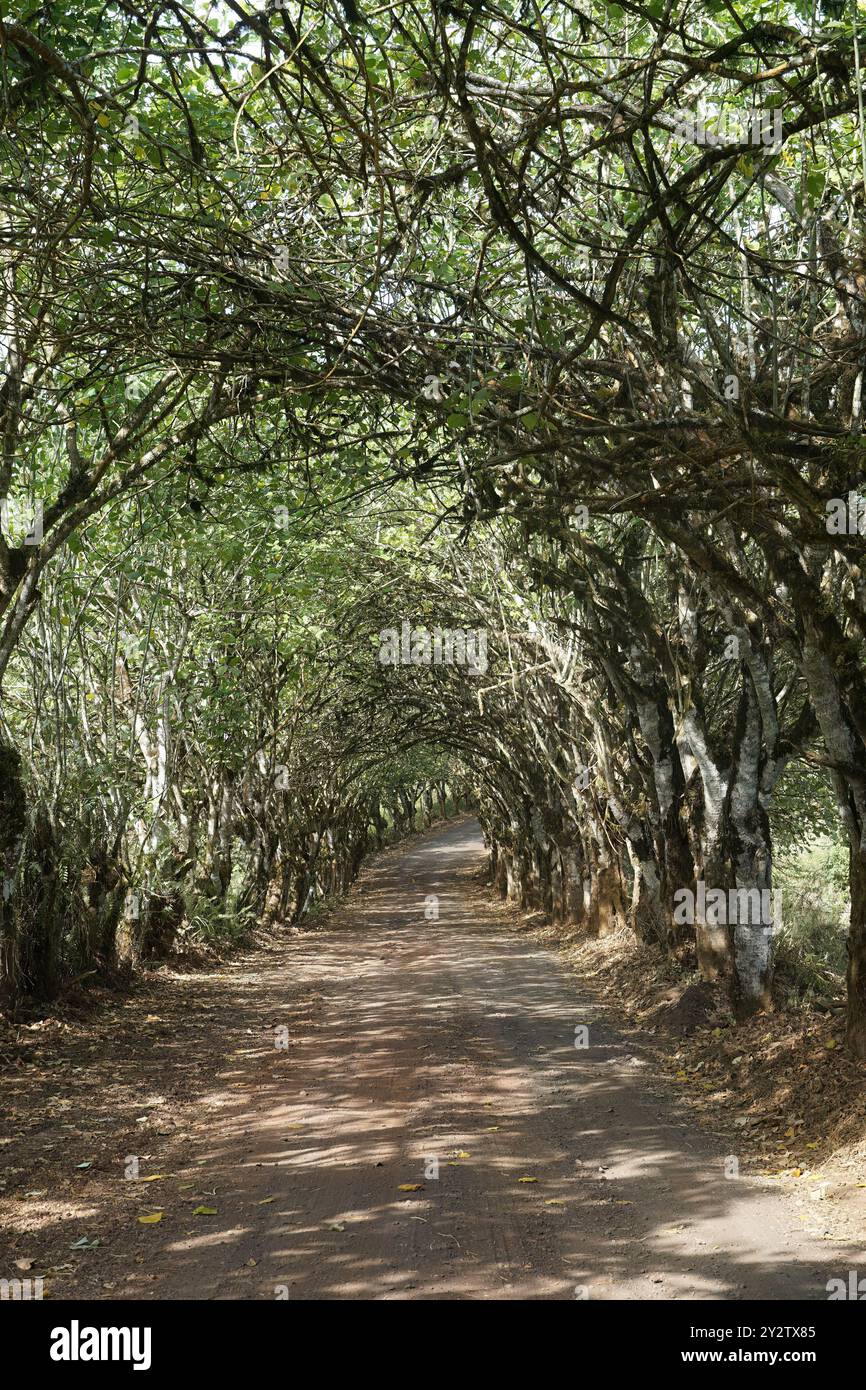 Nice line of trees, El Chato ranch, Santa Cruz Island, Galápagos ...