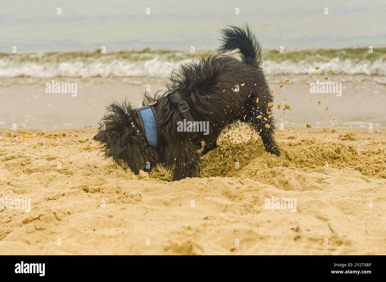 black not big Dog digging in the sand on the beach . High quality photo ...