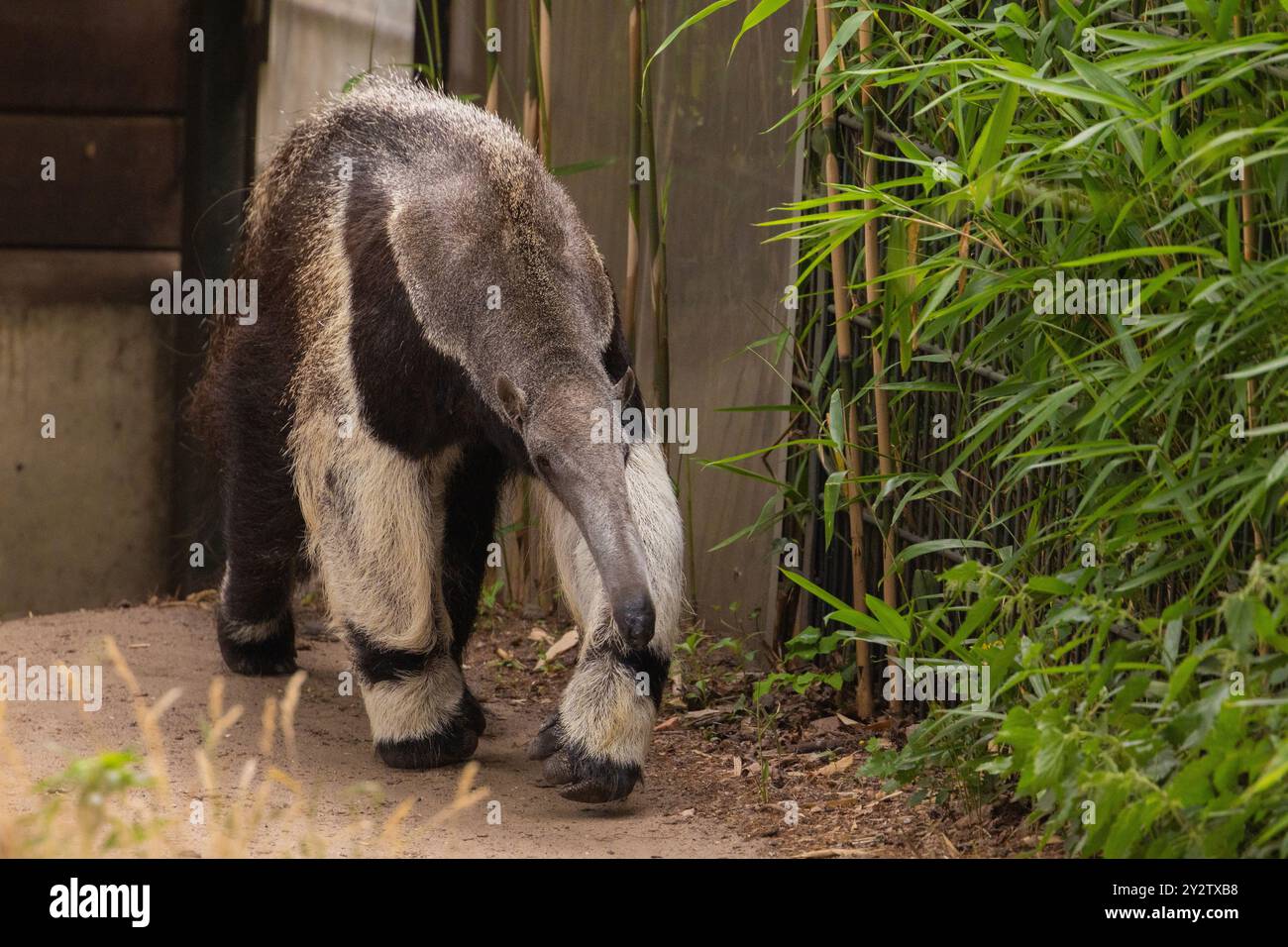 Giant anteater cute animal from Brazil. Myrmecophaga tridactyla, animal ...