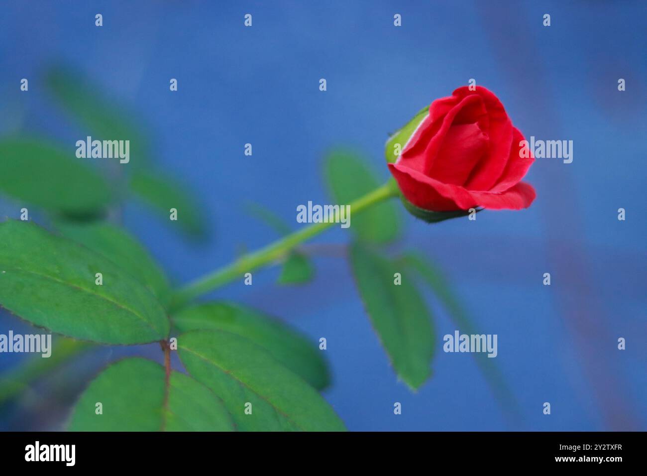 Red Rose Photography rose images Stock Photo - Alamy