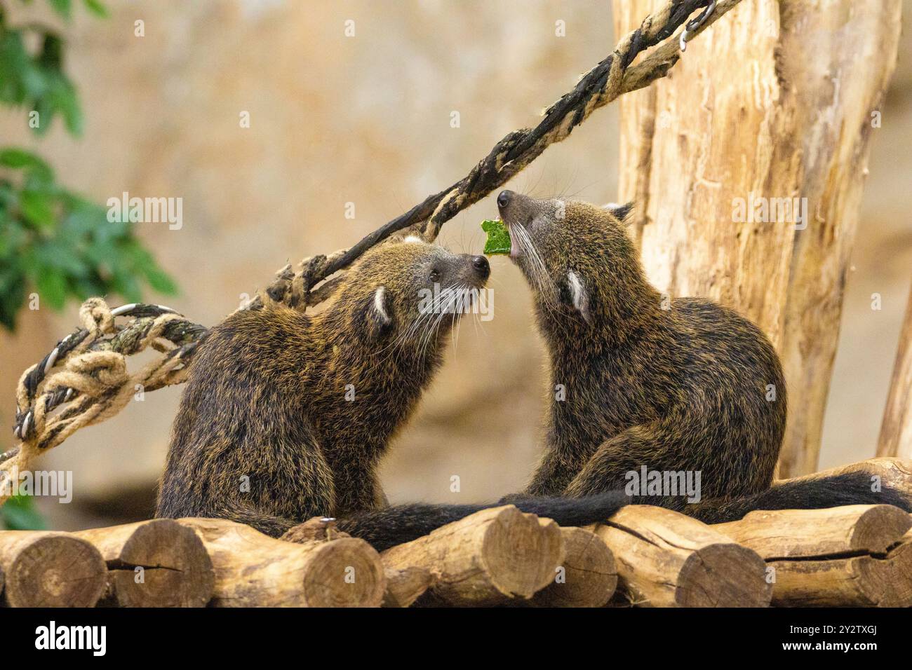 two baby binturong or musang play in a tree. Two cute funny furry ...