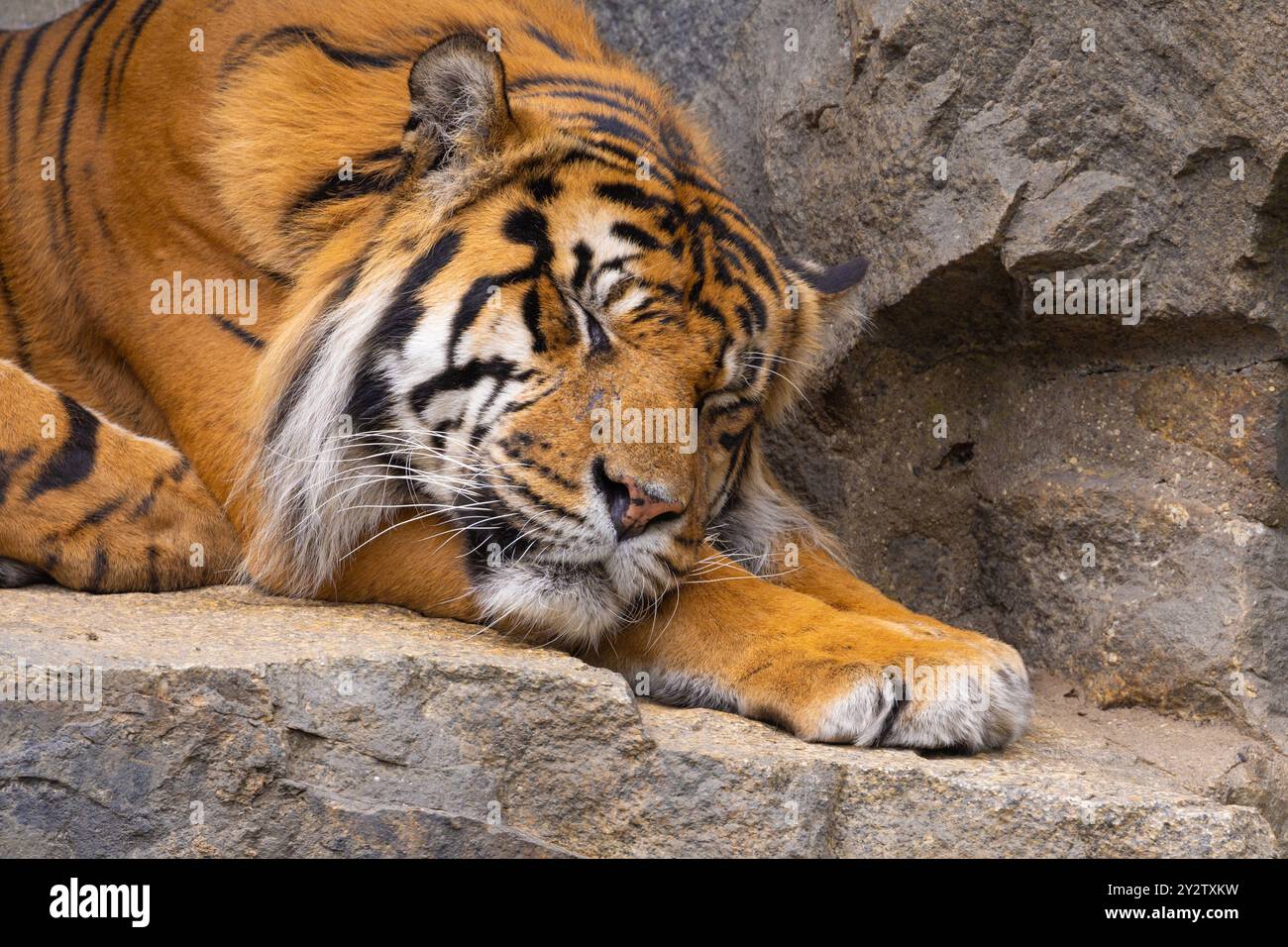 Tiger cubs playing with his mother,sumatra tiger Panthera tigris. small ...