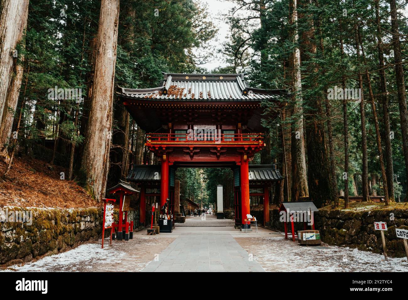 A pathway through ancient Japanese Torii gate surrounded by massive ...