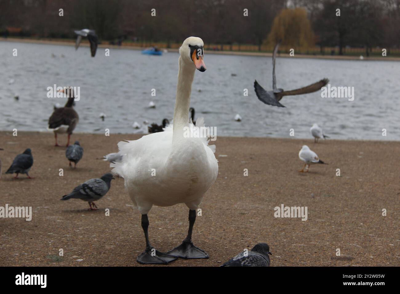 A swan standing on a lakeshore surrounded by pigeons and other birds in ...