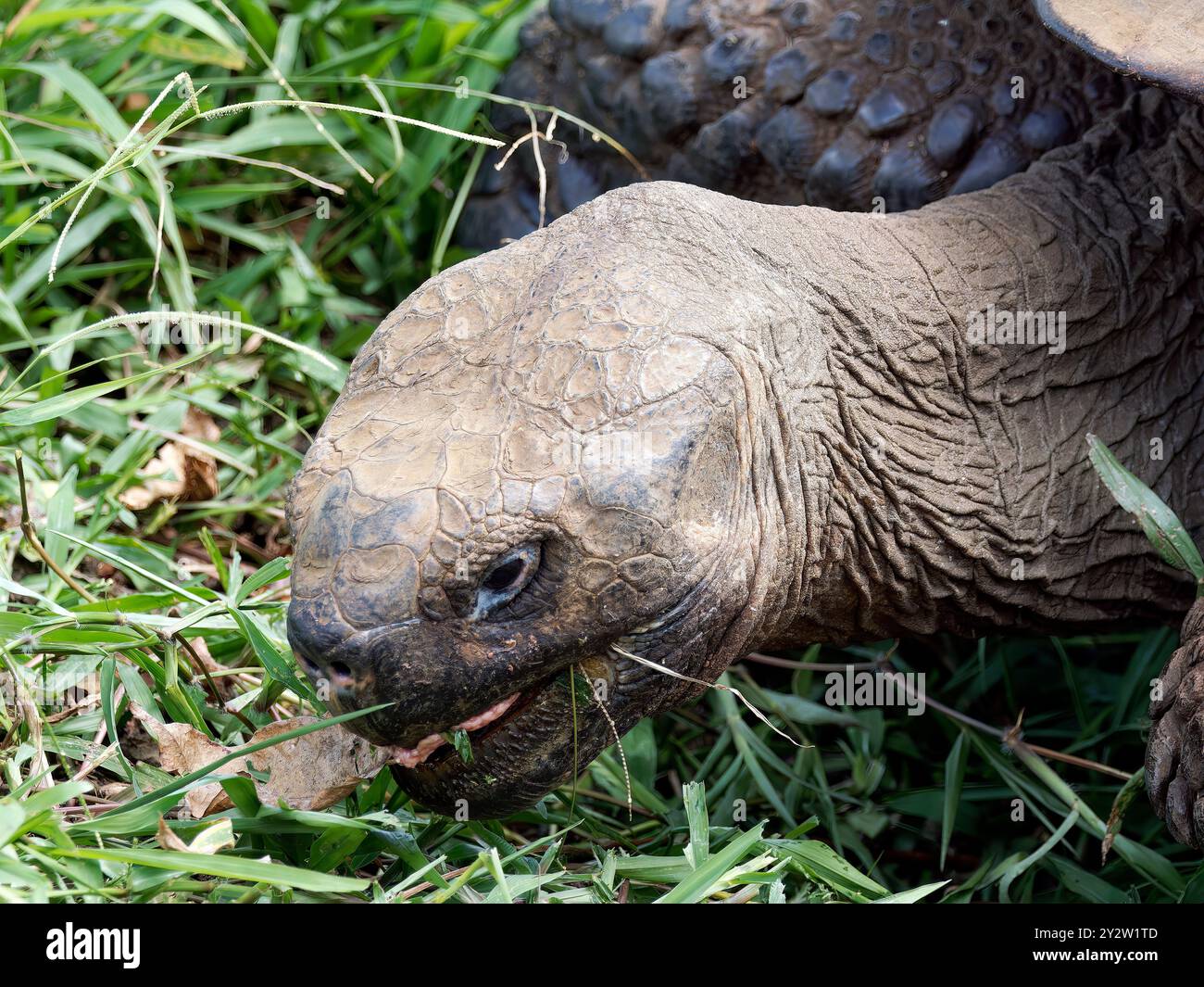 Galápagos tortoise, Galapagos-Riesenschildkröten, Tortue géante des ...