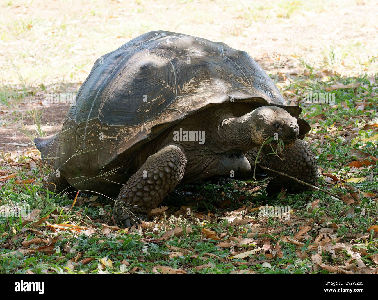 Galápagos tortoise, Galapagos-Riesenschildkröten, Tortue géante des ...