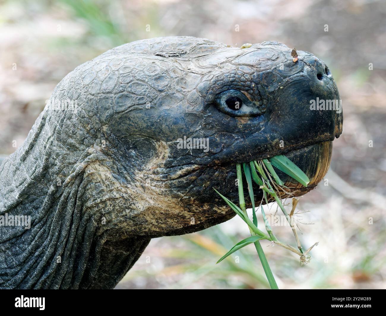Galápagos tortoise, Galapagos-Riesenschildkröten, Tortue géante des ...