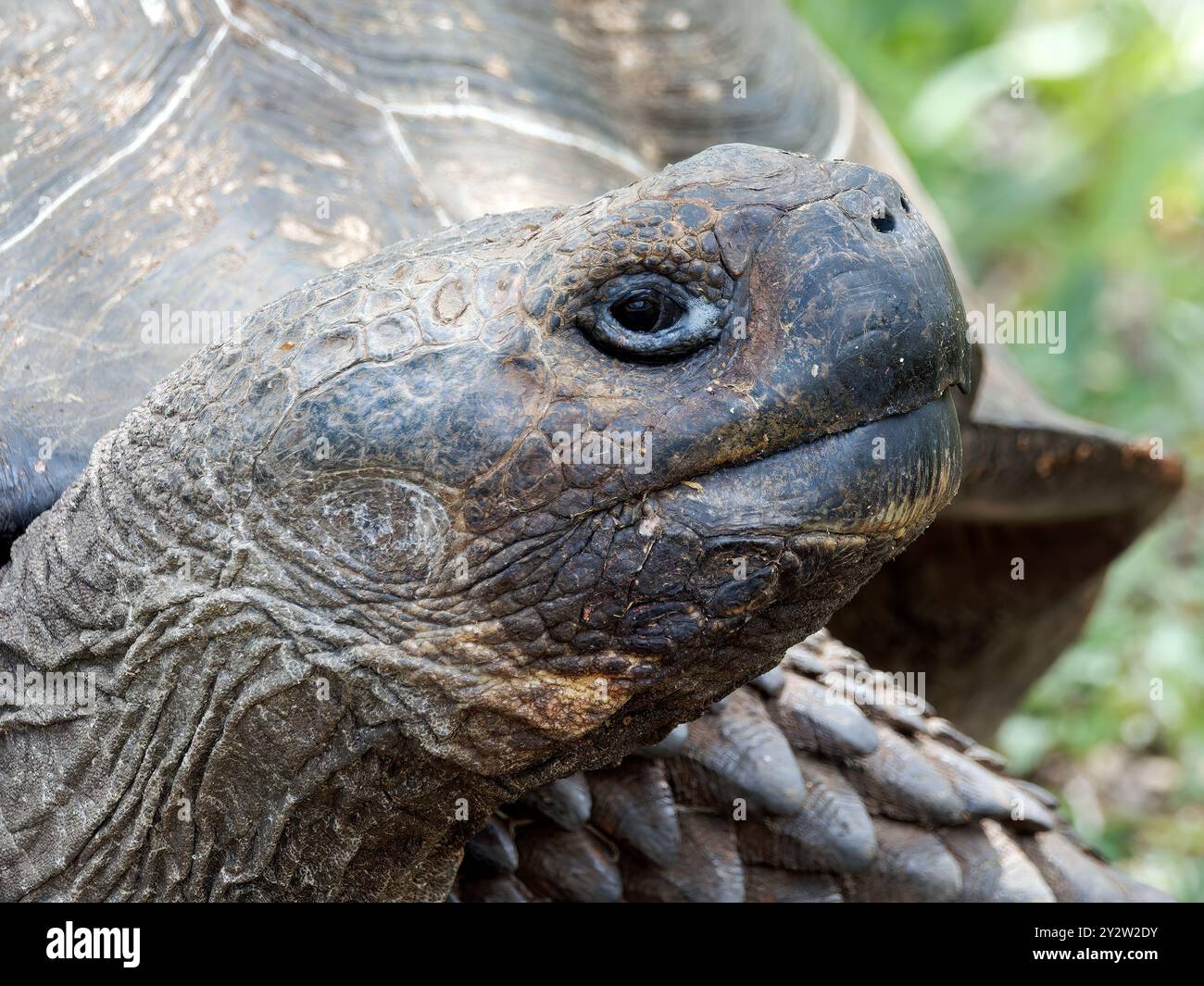 Galápagos tortoise, Galapagos-Riesenschildkröten, Tortue géante des ...