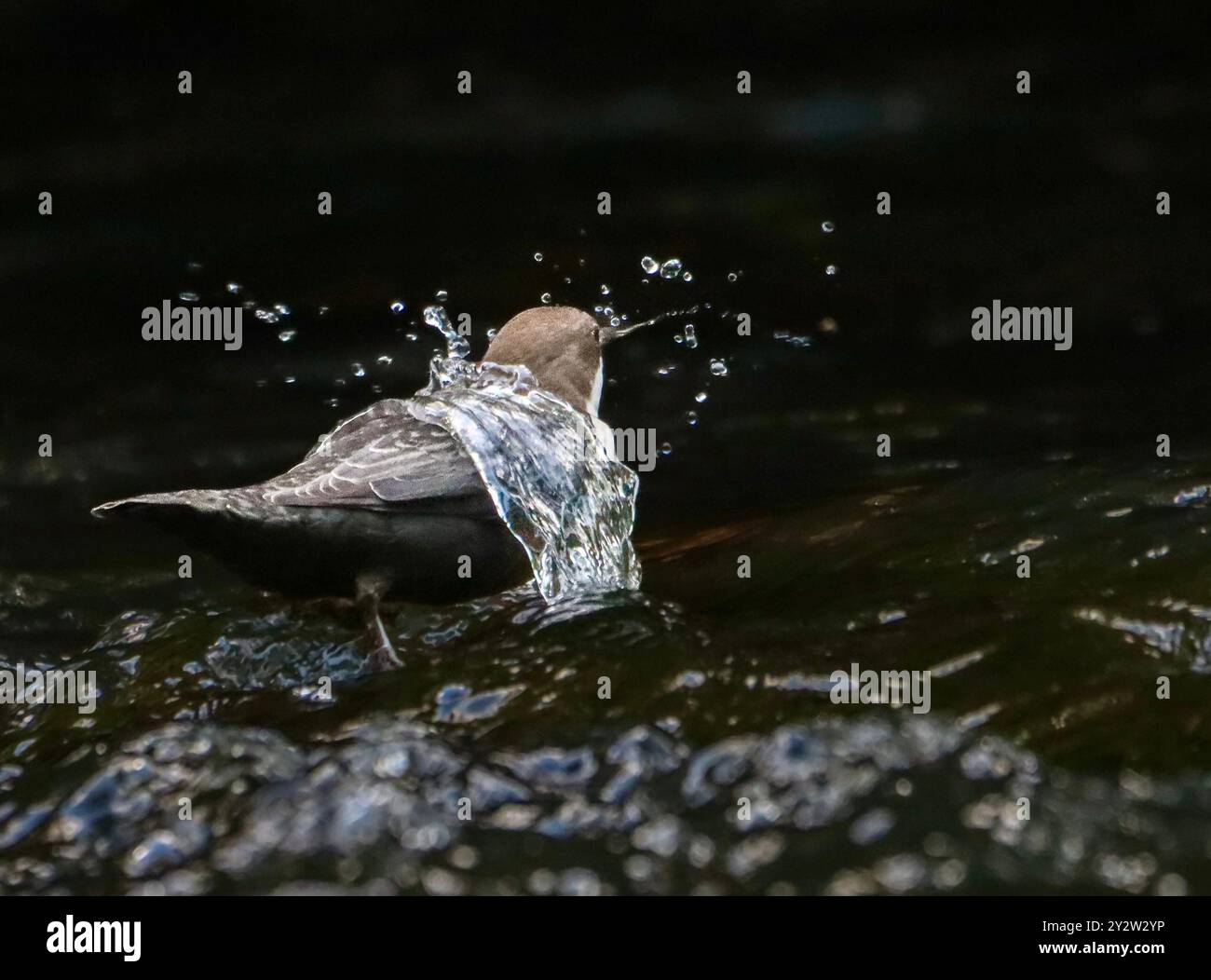 A bird captured mid-dive in a stream with water splashing around it ...