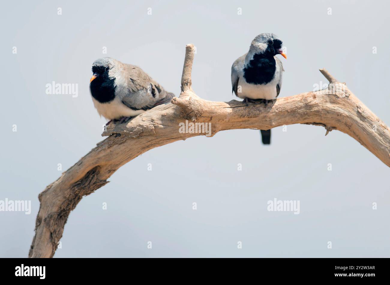 Namaqua Doves (Oena capensis), the only species in its genus. Photo ...