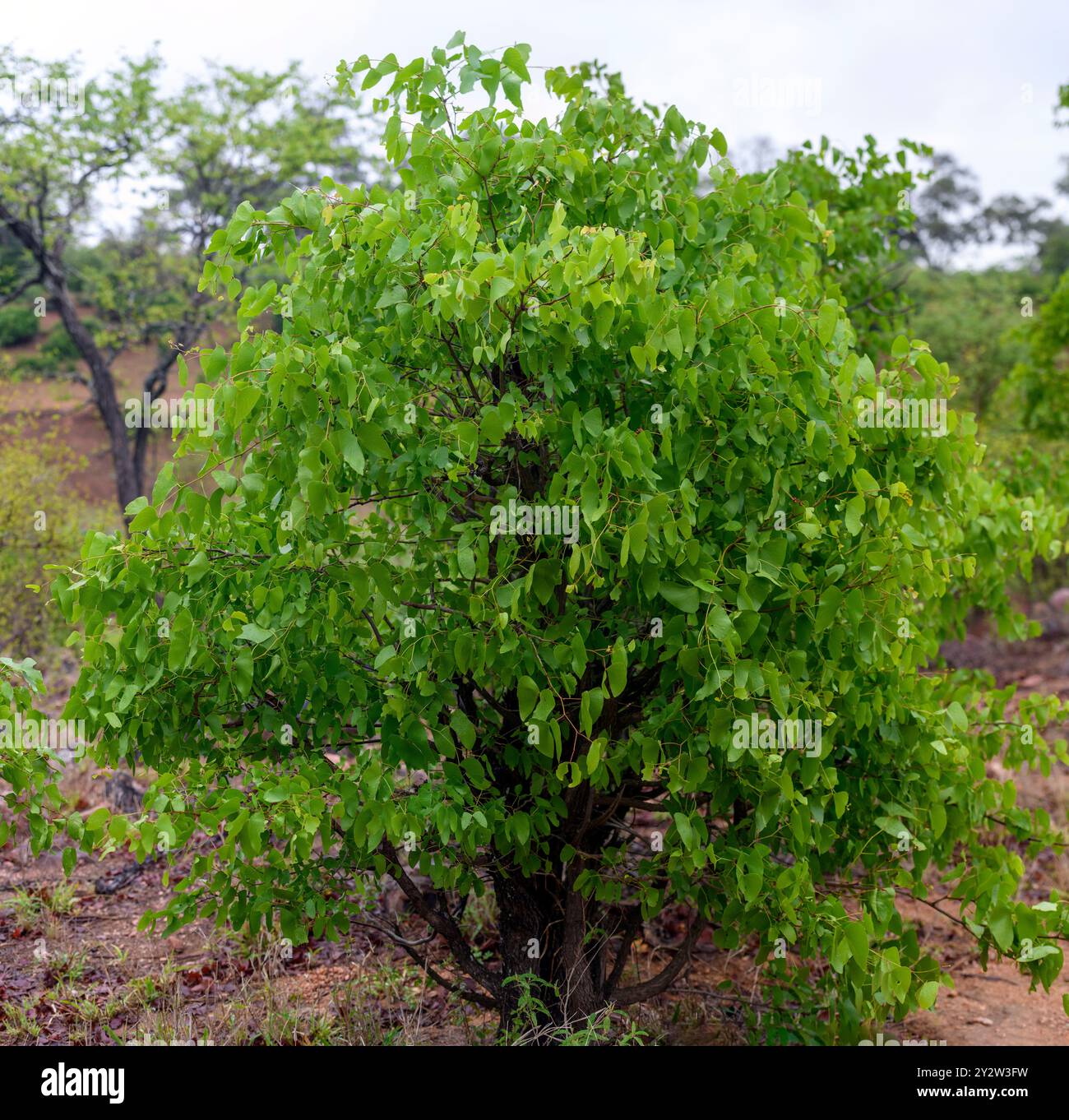 Colophospermum mopane south africa hi-res stock photography and images ...