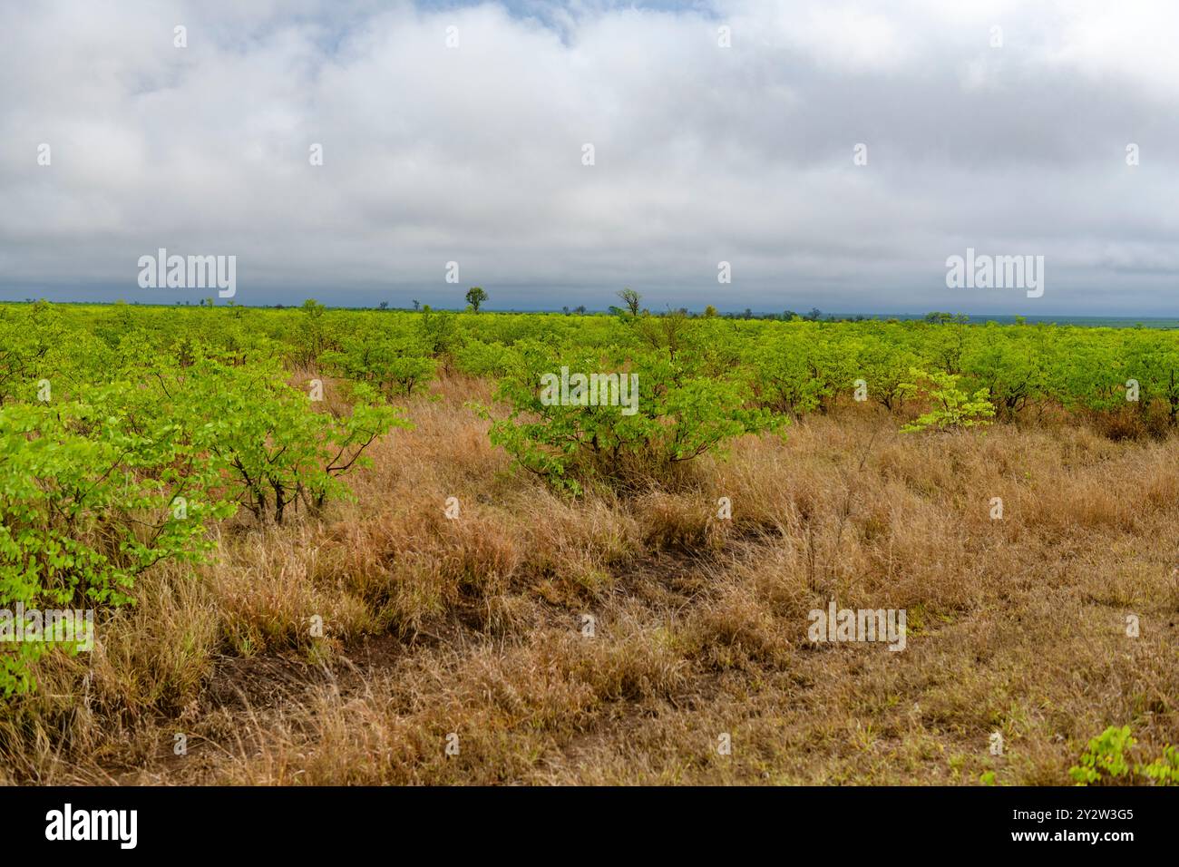 Field of mopane (Colophospermum mopane) at Shingwedzi, Kruger NP, South ...
