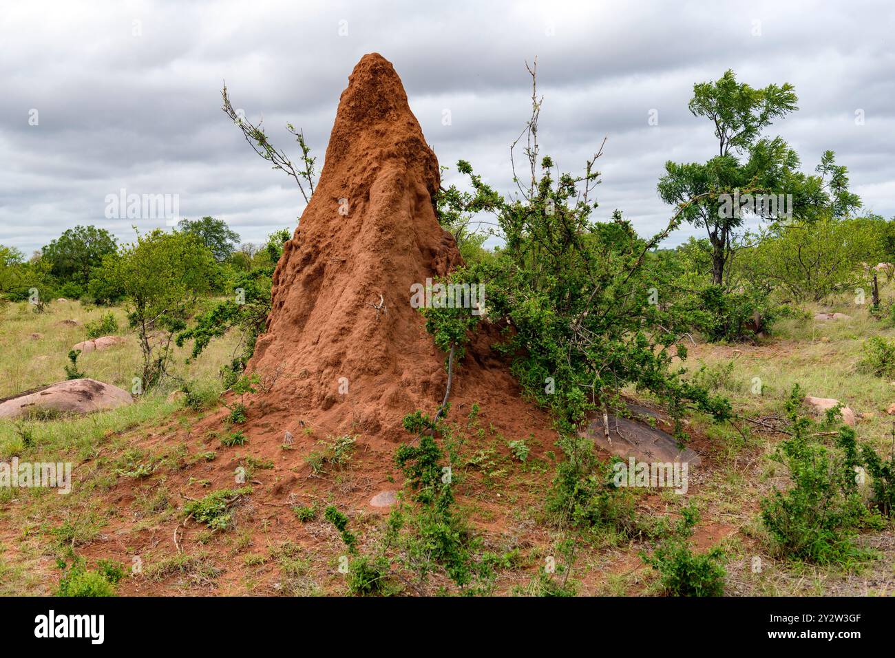 Huge termite mound at Shingwedzi, Kruger NP, South Africa Stock Photo ...