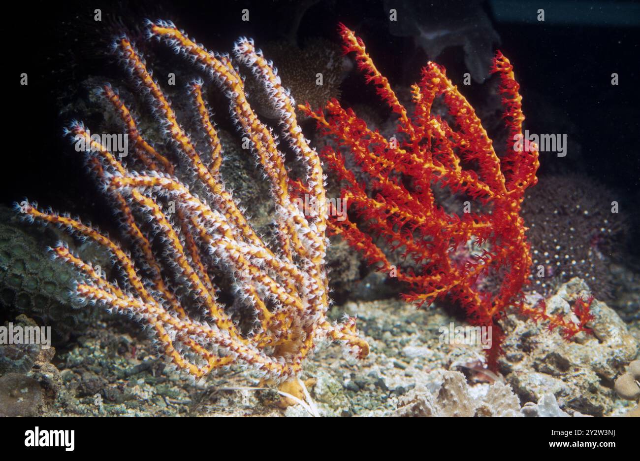 Two color forms of red polyp octocoral (Swiftia exserta). Aquariumphoto ...