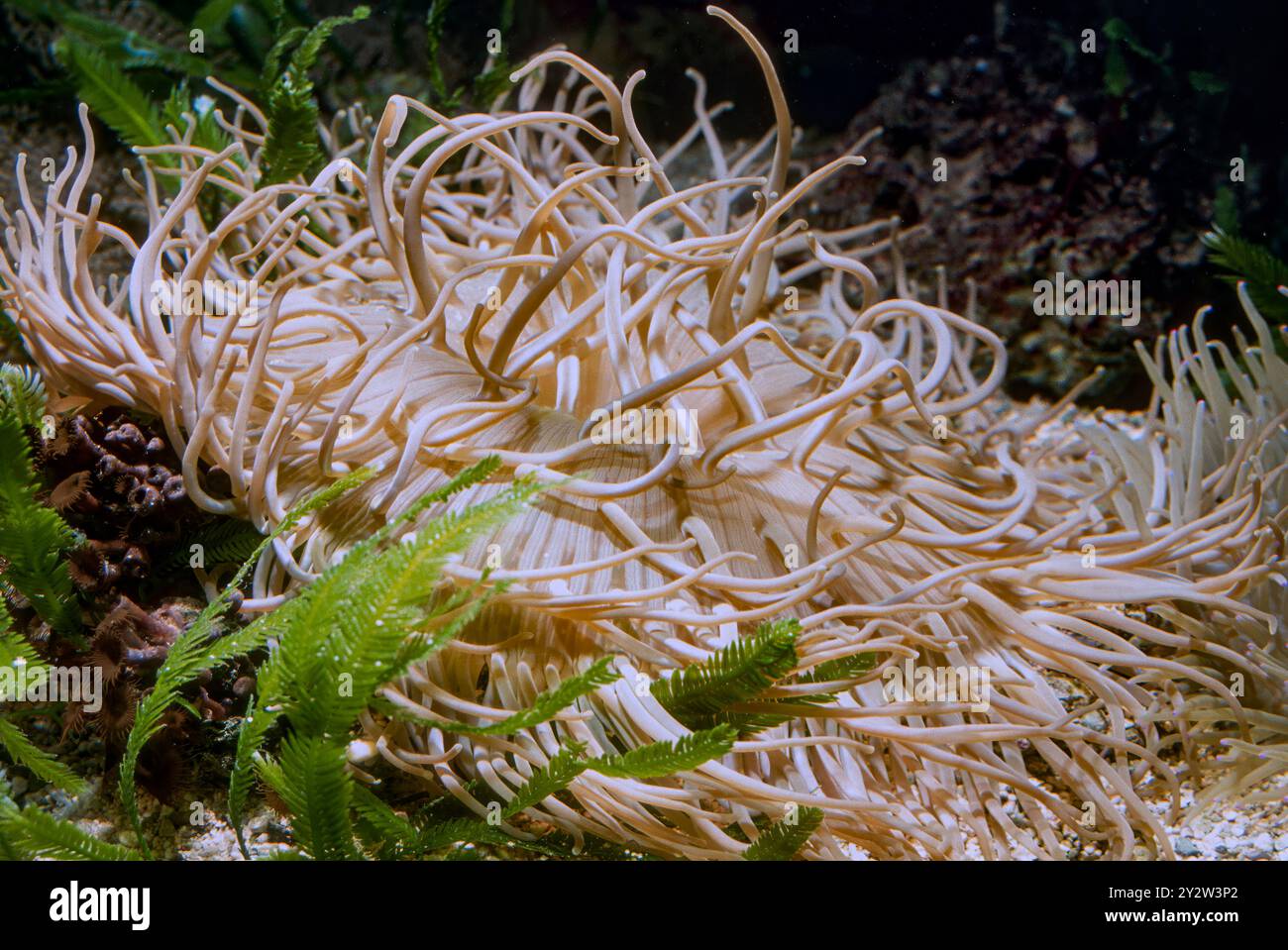 Corkscrew tentacle anemone (Macrodactyla doreensis). Aquariumphoto ...