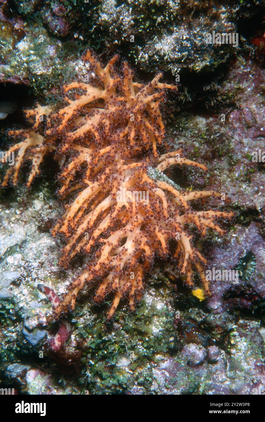 Siphonogorgidae hi-res stock photography and images - Alamy