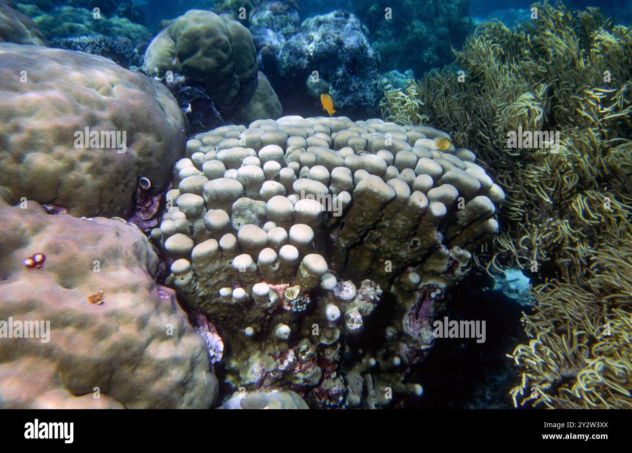 The stony coral Pavona clavus (Family Agaericiidae) from Bunaken, North ...