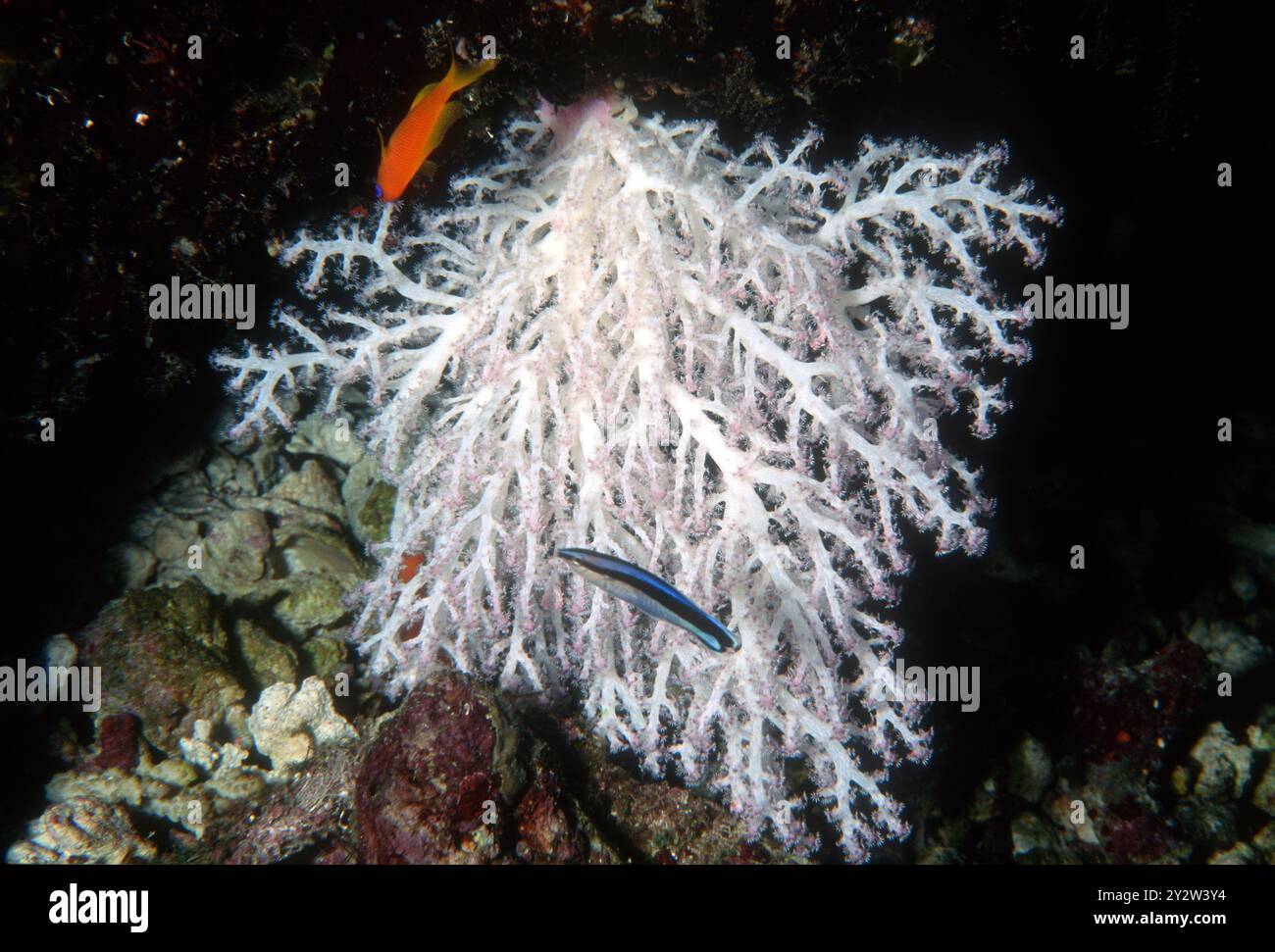 Beautiful, white soft coral colony from the genus Chironephthya ...