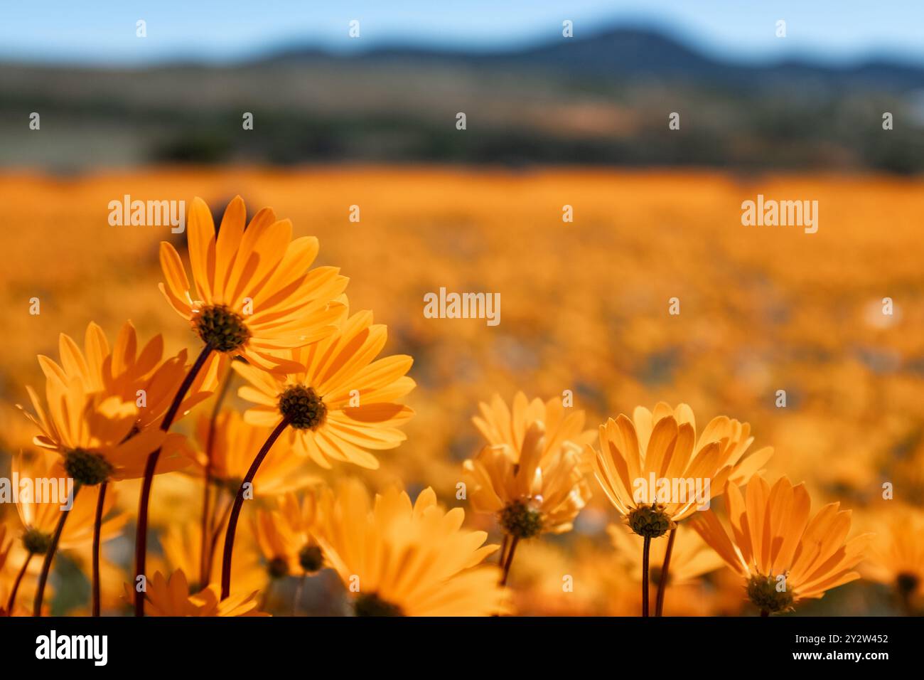 A shallow focus view of orange wildflowers in a field during daytime ...