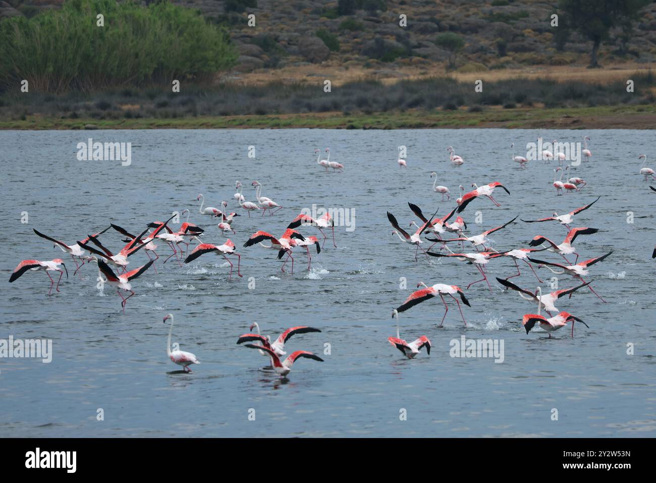 many flamingos in a lake about to fly Stock Photo - Alamy