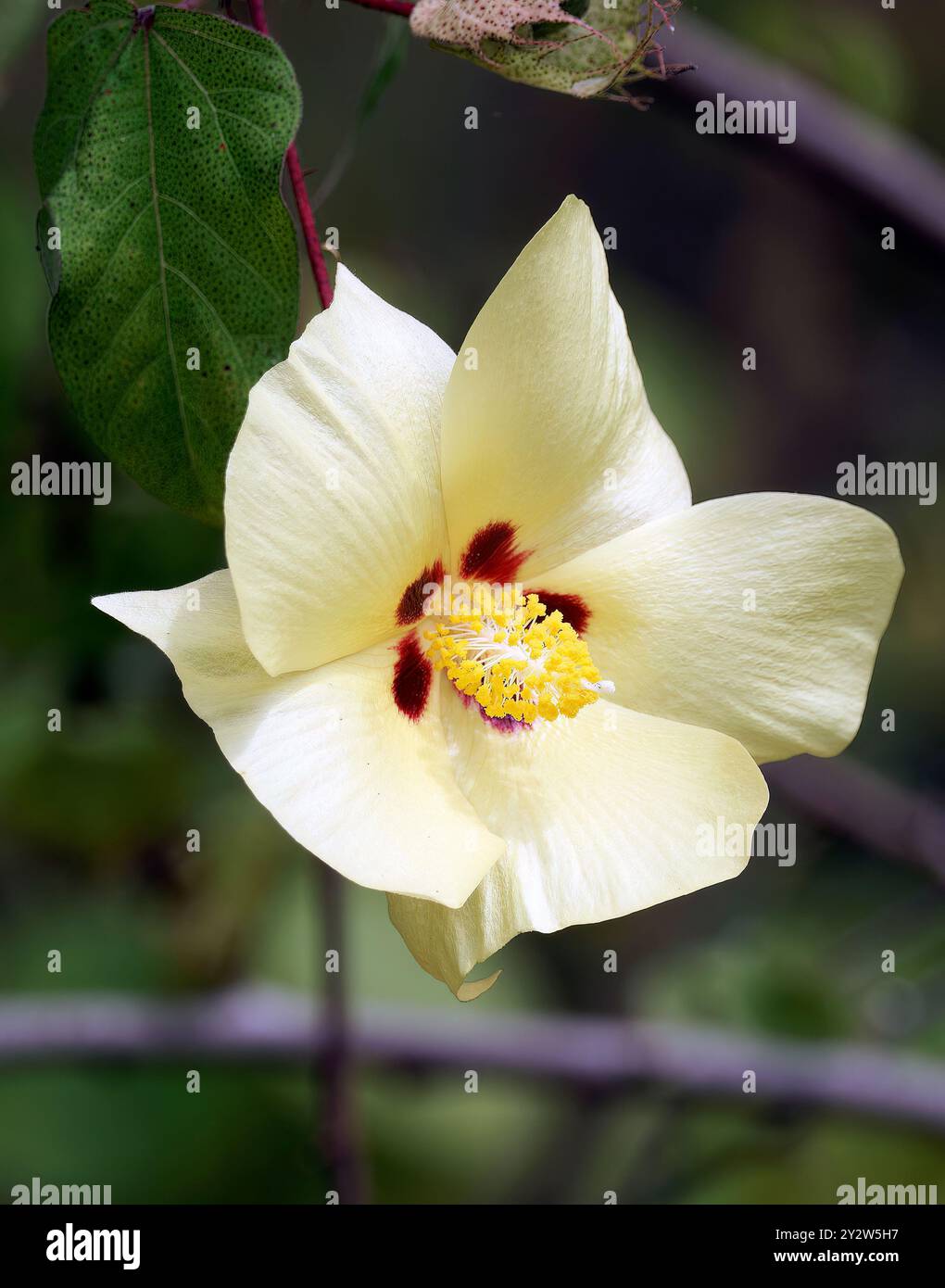 Darwin's cotton, Gossypium darwinii, Darwin gyapotja, Santa Cruz Island ...