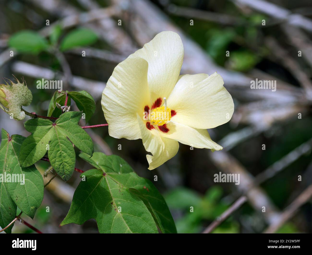 Darwin's cotton, Gossypium darwinii, Darwin gyapotja, Santa Cruz Island ...