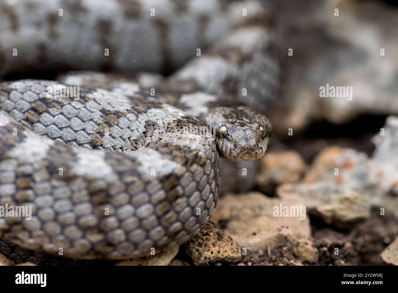 An adult European Cat Snake or Soosan Snake, latin name Telescopus ...
