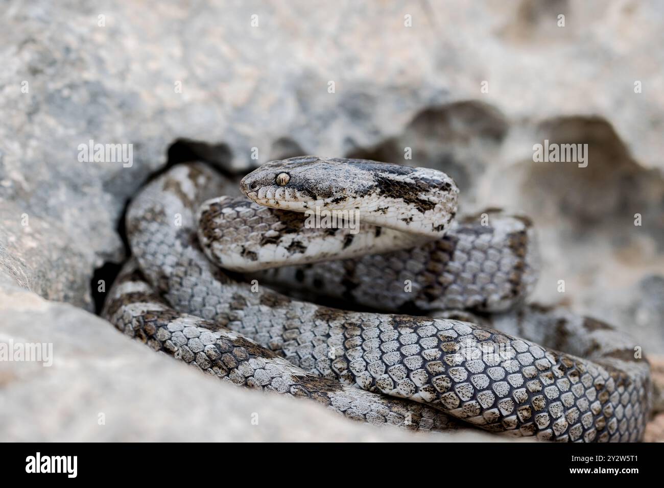 An adult European Cat Snake or Soosan Snake, latin name Telescopus ...