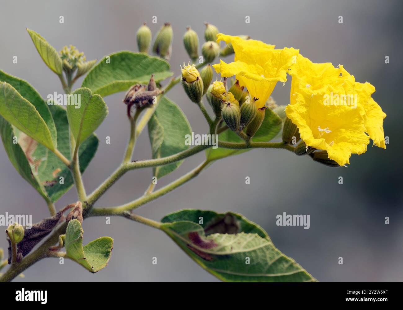yellow cordia, Cordia lutea, Santa Cruz Island, Galápagos, Ecuador ...