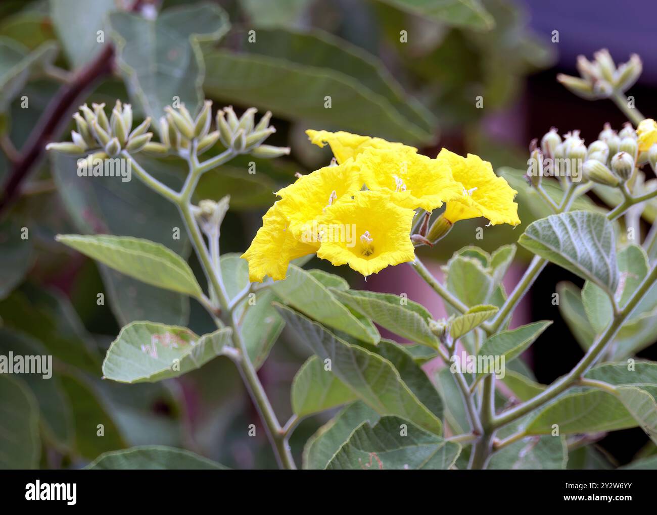 yellow cordia, Cordia lutea, Santa Cruz Island, Galápagos, Ecuador ...
