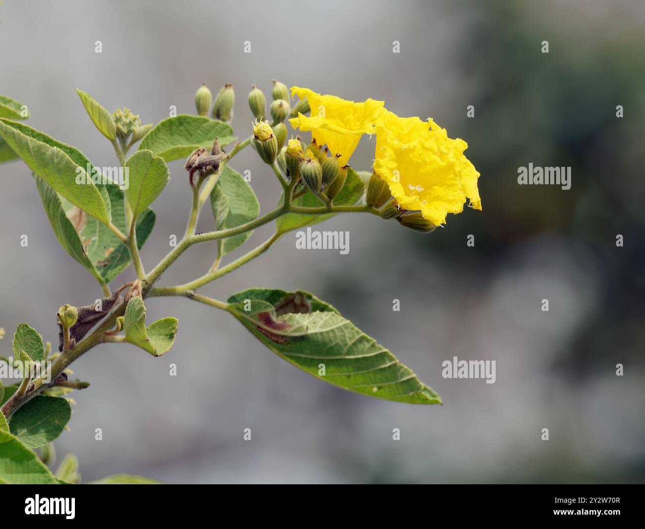 yellow cordia, Cordia lutea, Santa Cruz Island, Galápagos, Ecuador ...