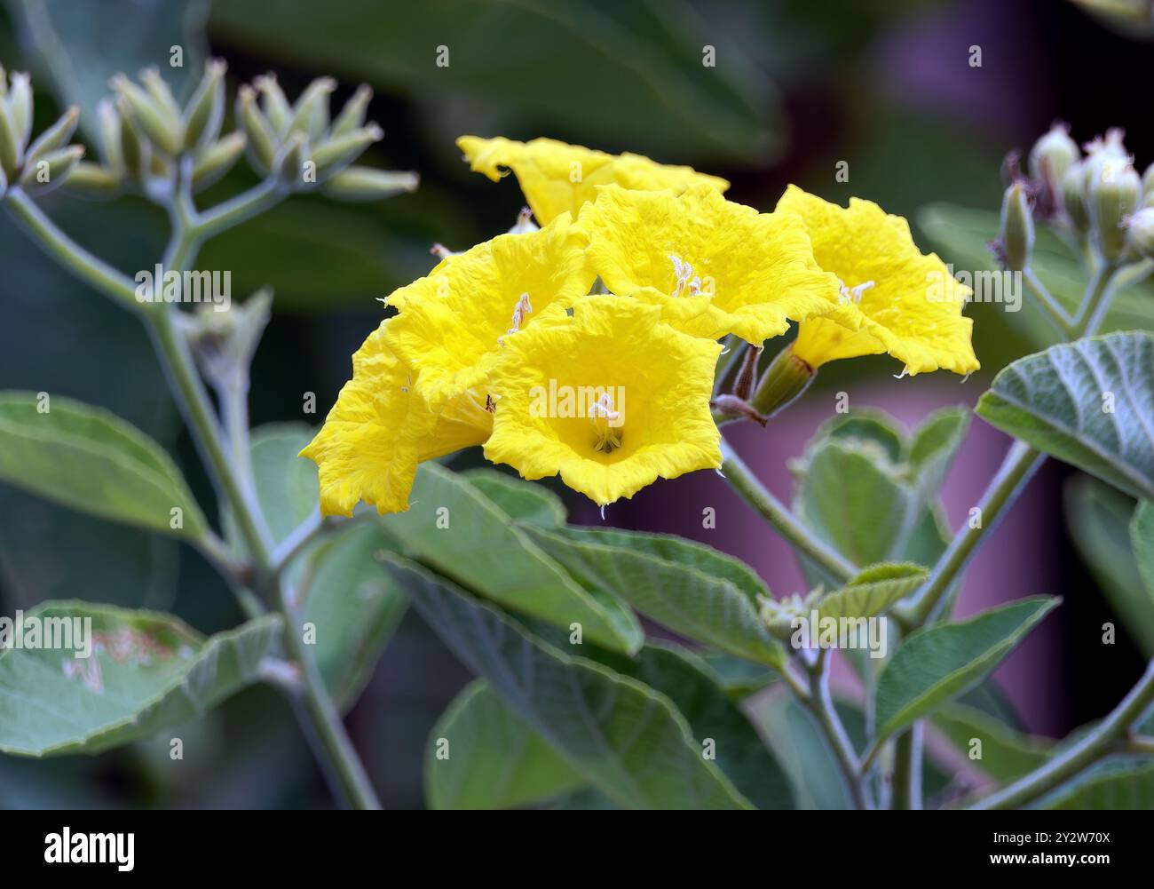 yellow cordia, Cordia lutea, Santa Cruz Island, Galápagos, Ecuador ...